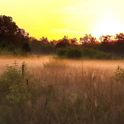 Hempstead Plains - Nassau County Long Island